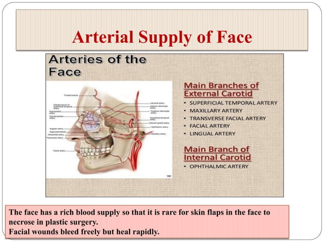 Cinical Anatomy of Face for anatomy studies.pdf