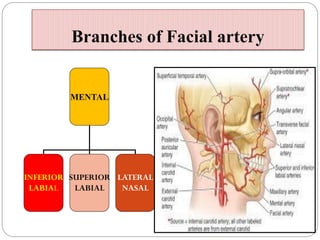 Cinical Anatomy of Face for anatomy studies.pdf