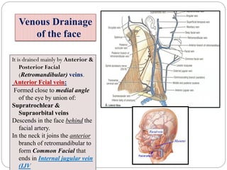 Cinical Anatomy of Face for anatomy studies.pdf
