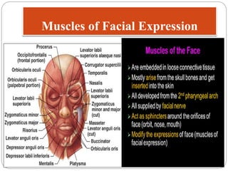 Cinical Anatomy of Face for anatomy studies.pdf