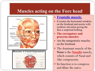 Cinical Anatomy of Face for anatomy studies.pdf