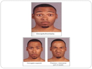 Cinical Anatomy of Face for anatomy studies.pdf
