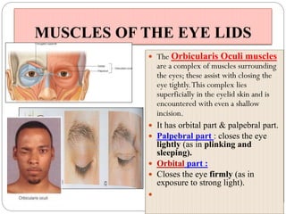 Cinical Anatomy of Face for anatomy studies.pdf