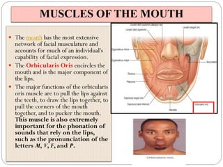 Cinical Anatomy of Face for anatomy studies.pdf