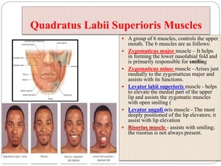 Cinical Anatomy of Face for anatomy studies.pdf