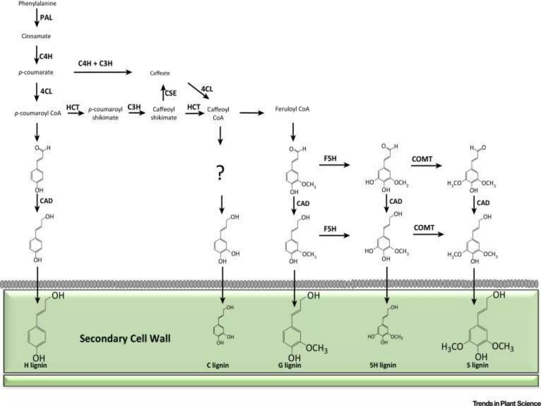 Cinnamic acid, salicylates - mode of action in plant defense mechanism ...