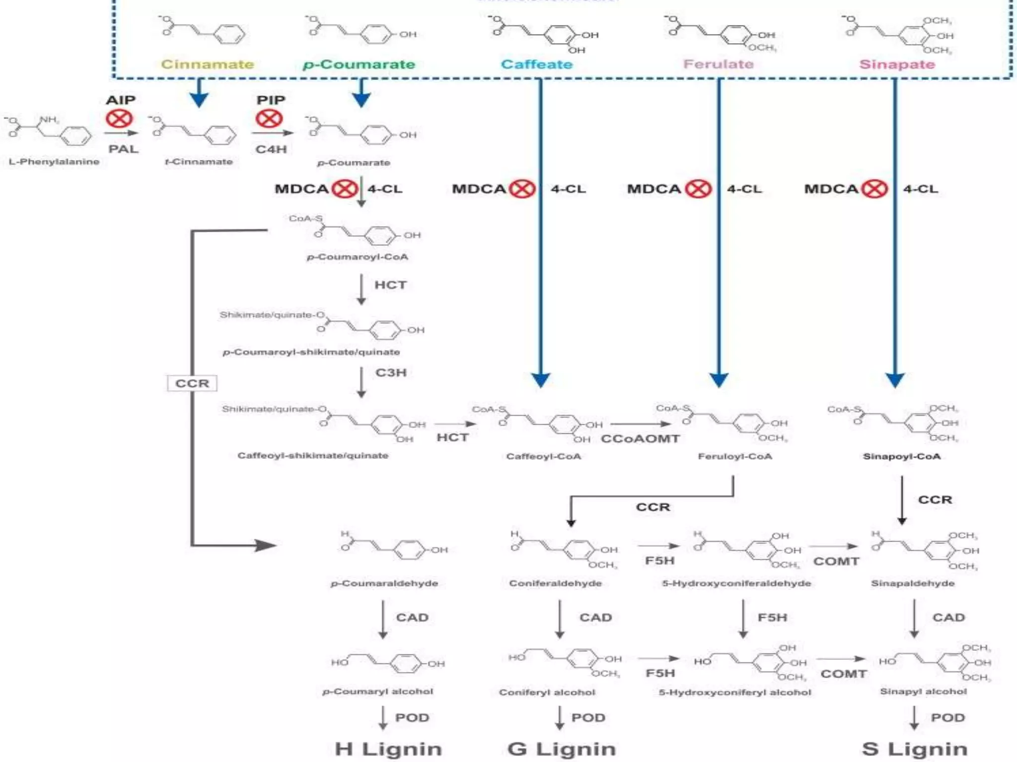 Cinnamic acid, salicylates - mode of action in plant defense mechanism ...