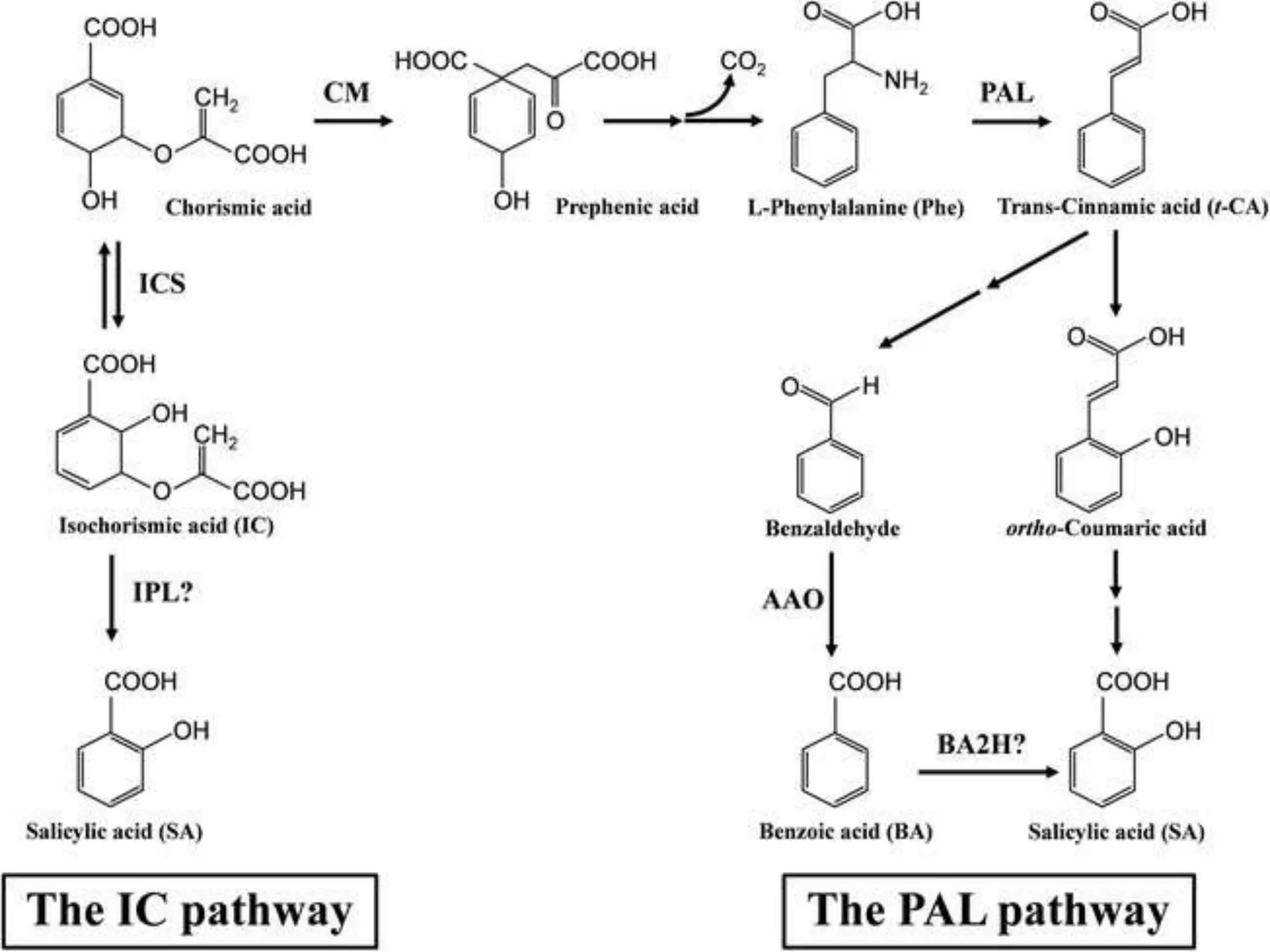 Cinnamic acid, salicylates - mode of action in plant defense mechanism ...