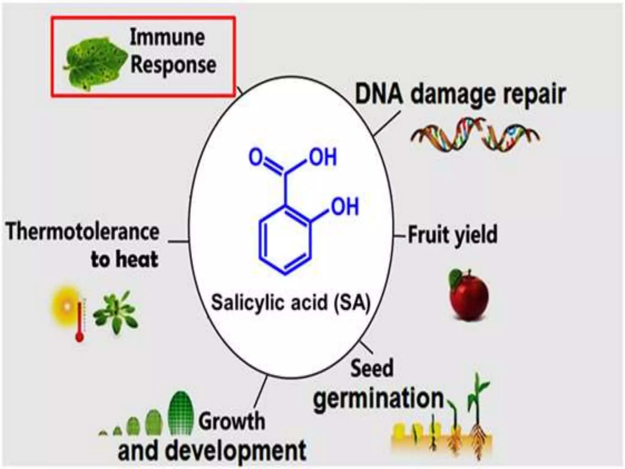 Cinnamic acid, salicylates - mode of action in plant defense mechanism ...