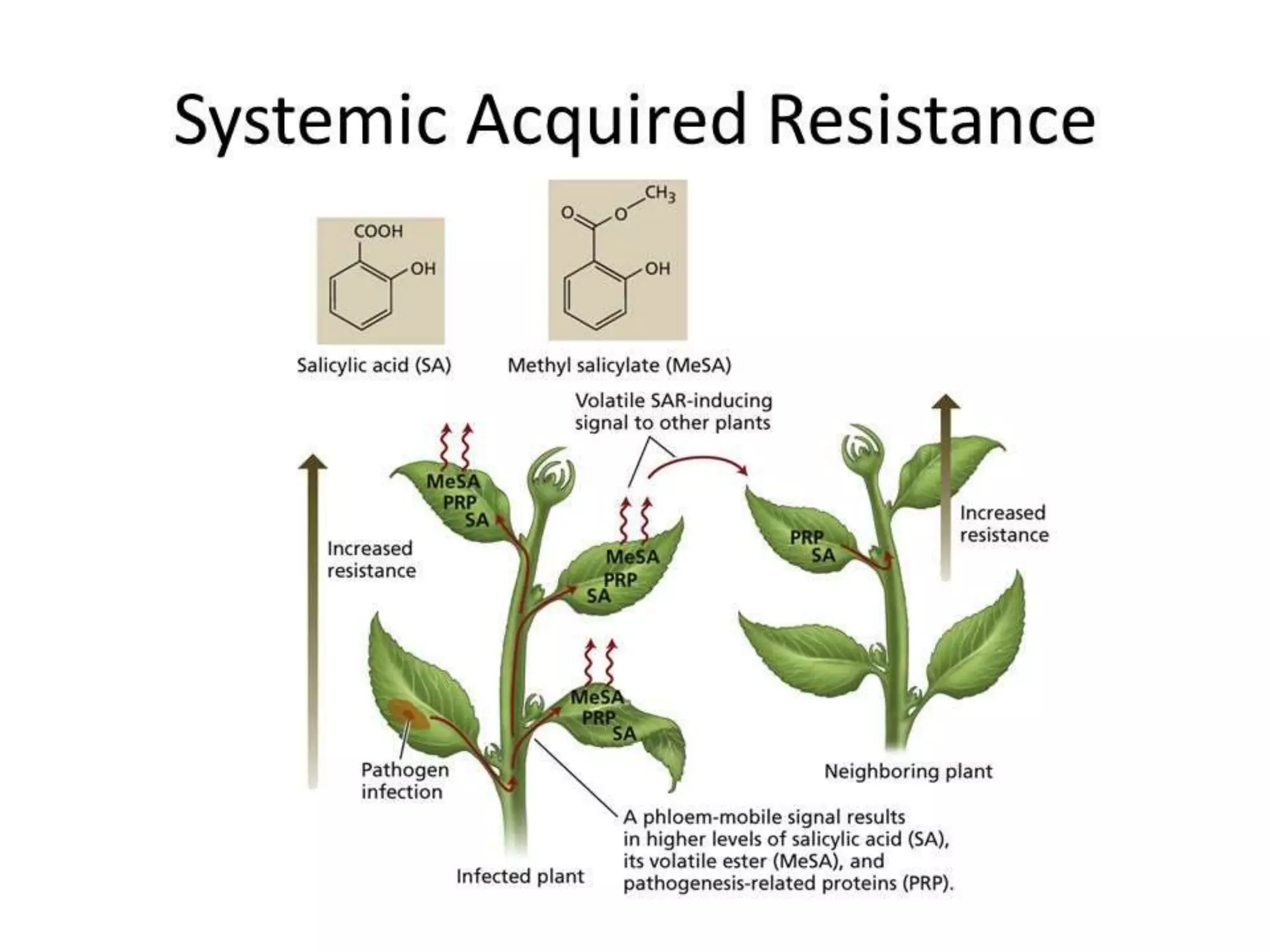 Cinnamic acid, salicylates - mode of action in plant defense mechanism ...