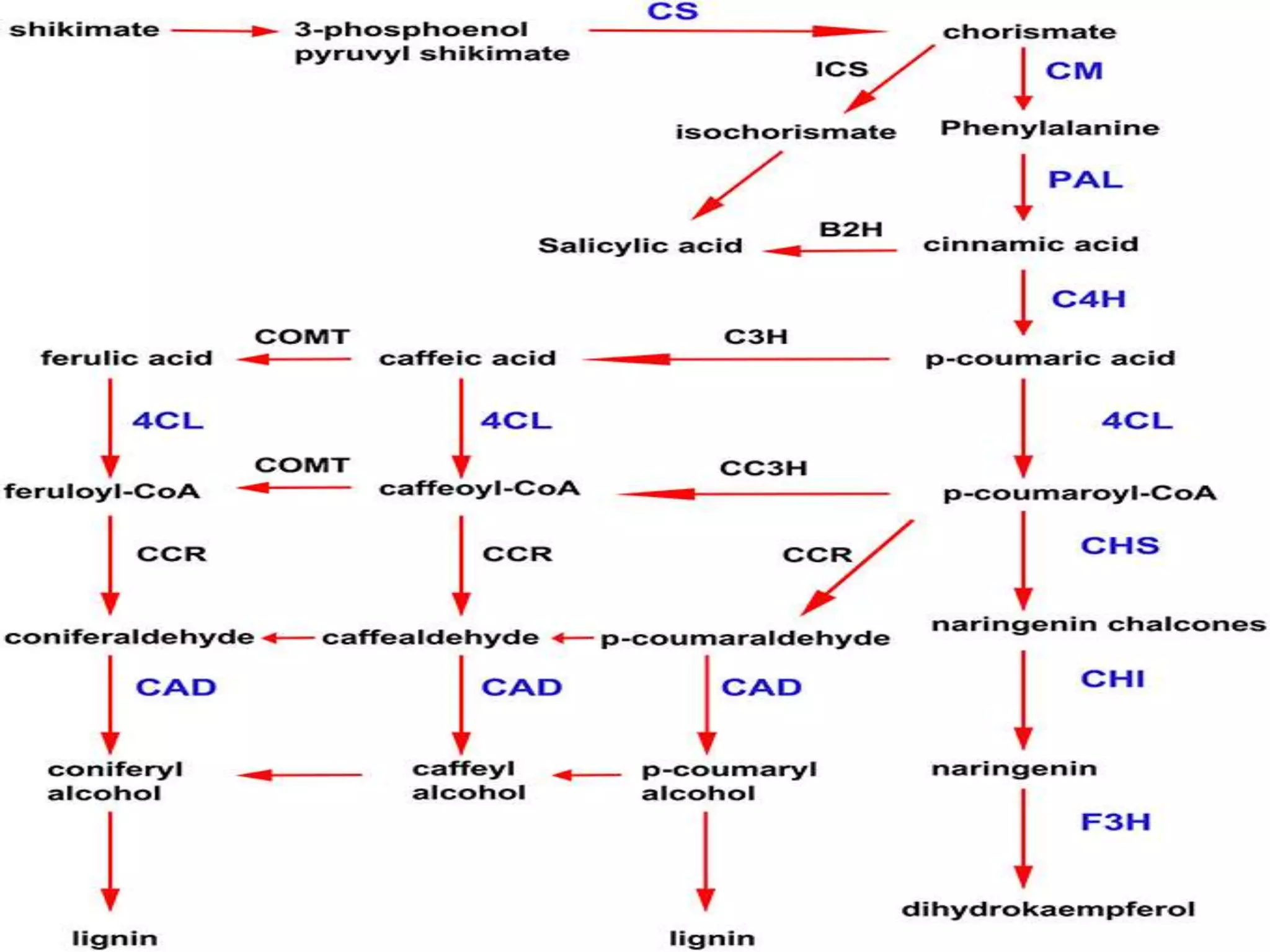 Cinnamic acid, salicylates - mode of action in plant defense mechanism ...