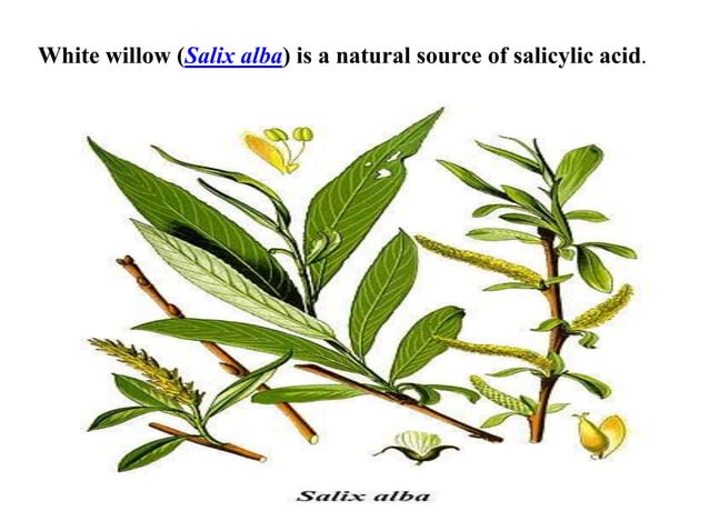 Cinnamic acid, salicylates - mode of action in plant defense mechanism ...
