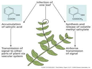 Cinnamic acid, salicylates - mode of action in plant defense mechanism ...