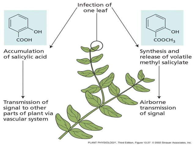 Cinnamic acid, salicylates - mode of action in plant defense mechanism ...
