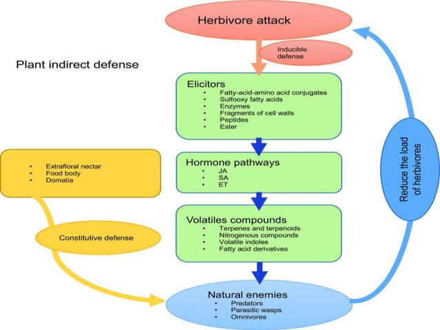Cinnamic acid, salicylates - mode of action in plant defense mechanism ...