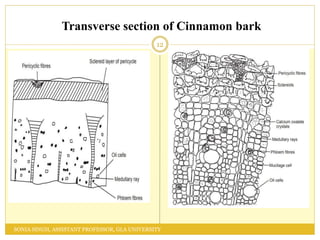 Cinnamon Bark Microscope