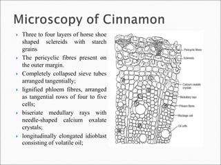 Study of Cinnamon and Cassia | PPT