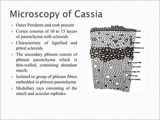 Cinnamon Bark Microscope