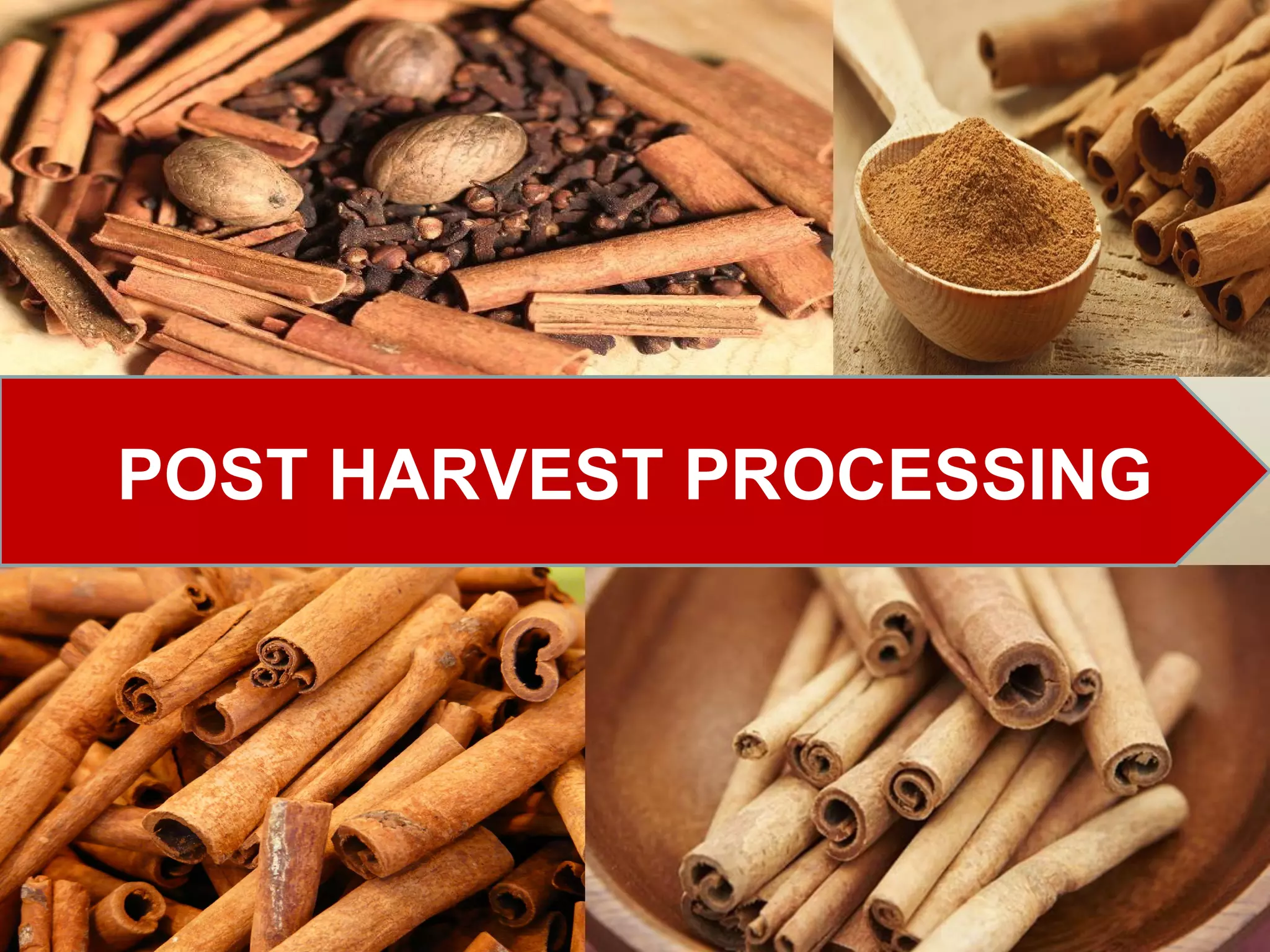 Cinnamon processing-"BARK OF AN EVERGREEN TREE" | PPT