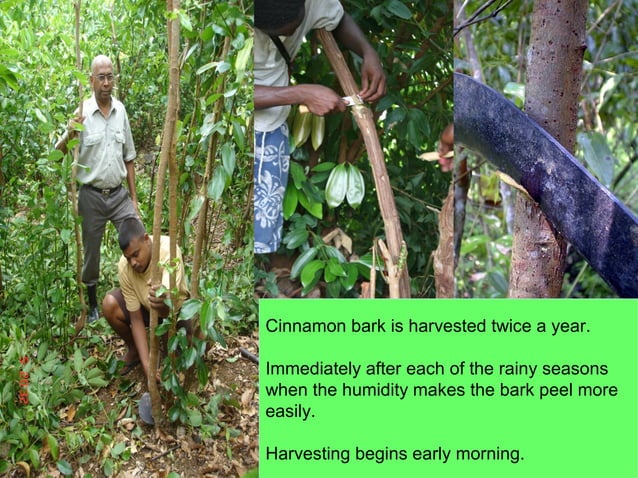 Cinnamon processing-"BARK OF AN EVERGREEN TREE" | PPT