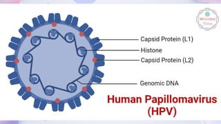 HPV, CIN, PAP SMEAR - description process guidelines etc | PPTX