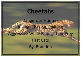 Cinquain Poems About Animals