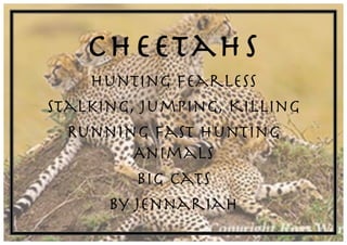 Cinquain Poems About Animals