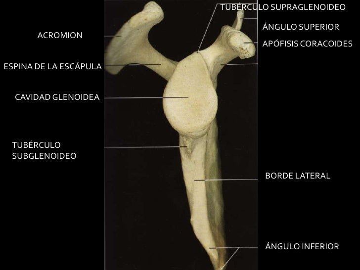 Cintura Escapular y Miembro Superior