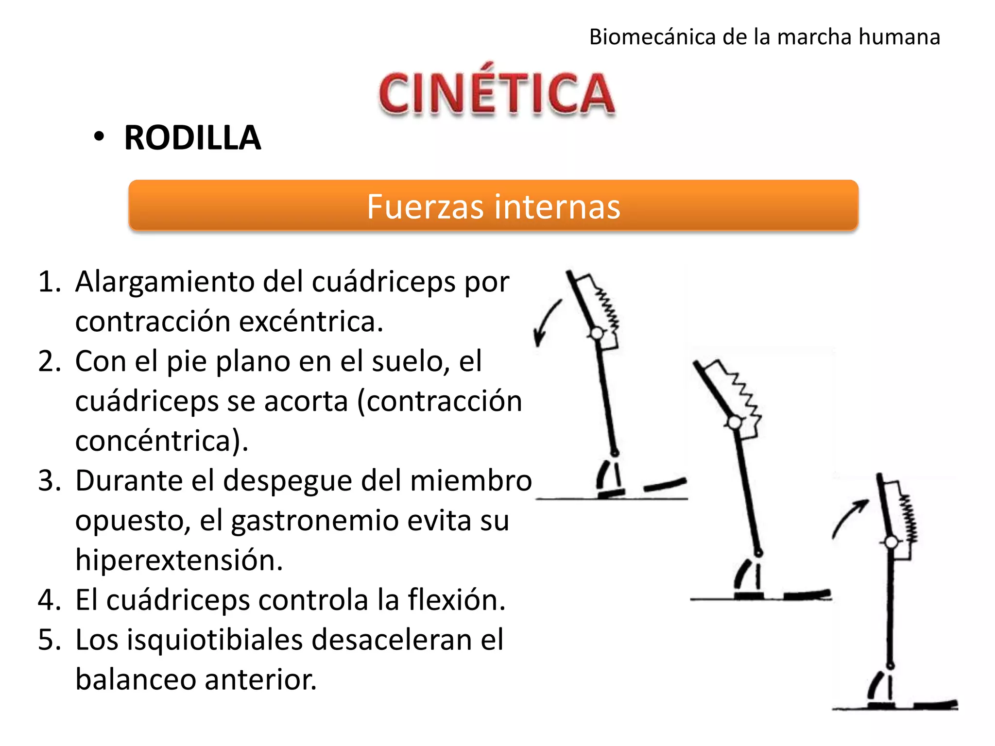 Biomecánica de la marcha humana | PPTX | Physical Therapy | Wellness