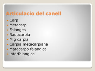 Cintura abdominal tren superior i extremitats | PPT