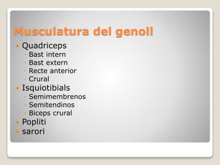 Cintura abdominal tren superior i extremitats | PPT