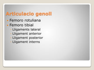 Cintura abdominal tren superior i extremitats | PPT