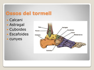 Cintura abdominal tren superior i extremitats | PPT