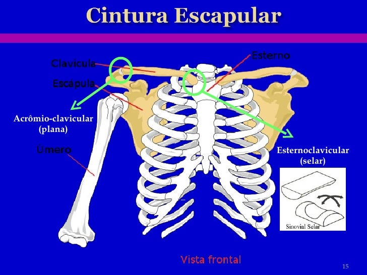 Cintura Escapular