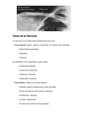ANATOMÍA RADIOLÓGICA: Cintura escapular 5ª PARTE | DOCX