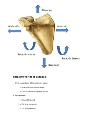 ANATOMÍA RADIOLÓGICA: Cintura escapular 5ª PARTE | DOCX