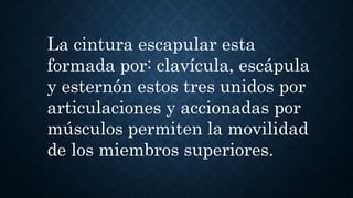 Cintura escapular | PPTX