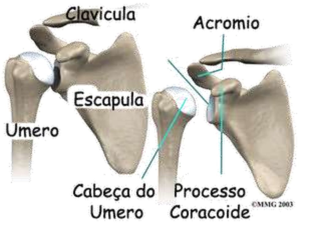 Cintura escapular (2)