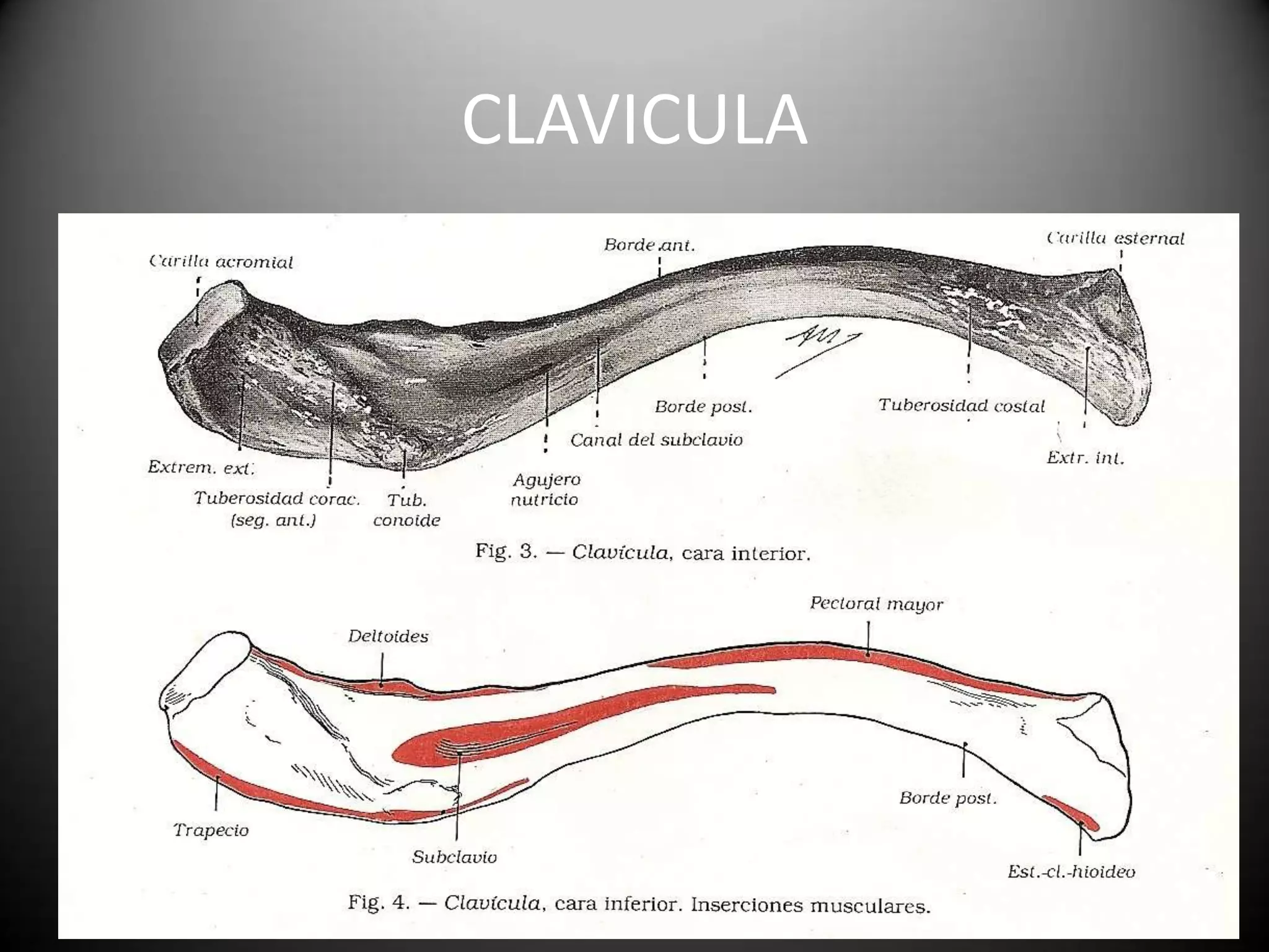 Cintura escapular, brazo y antebrazo | PPT