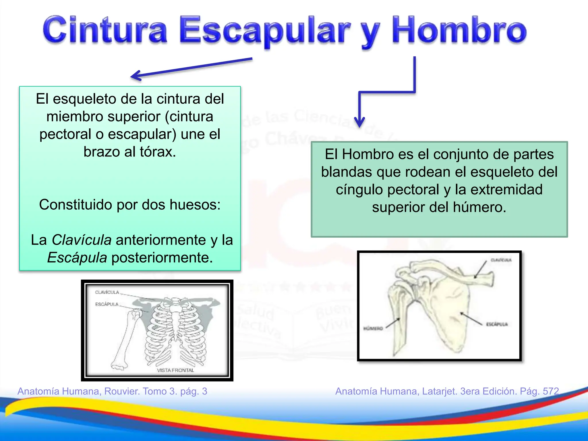 CinturaEscapularHombro.pptx