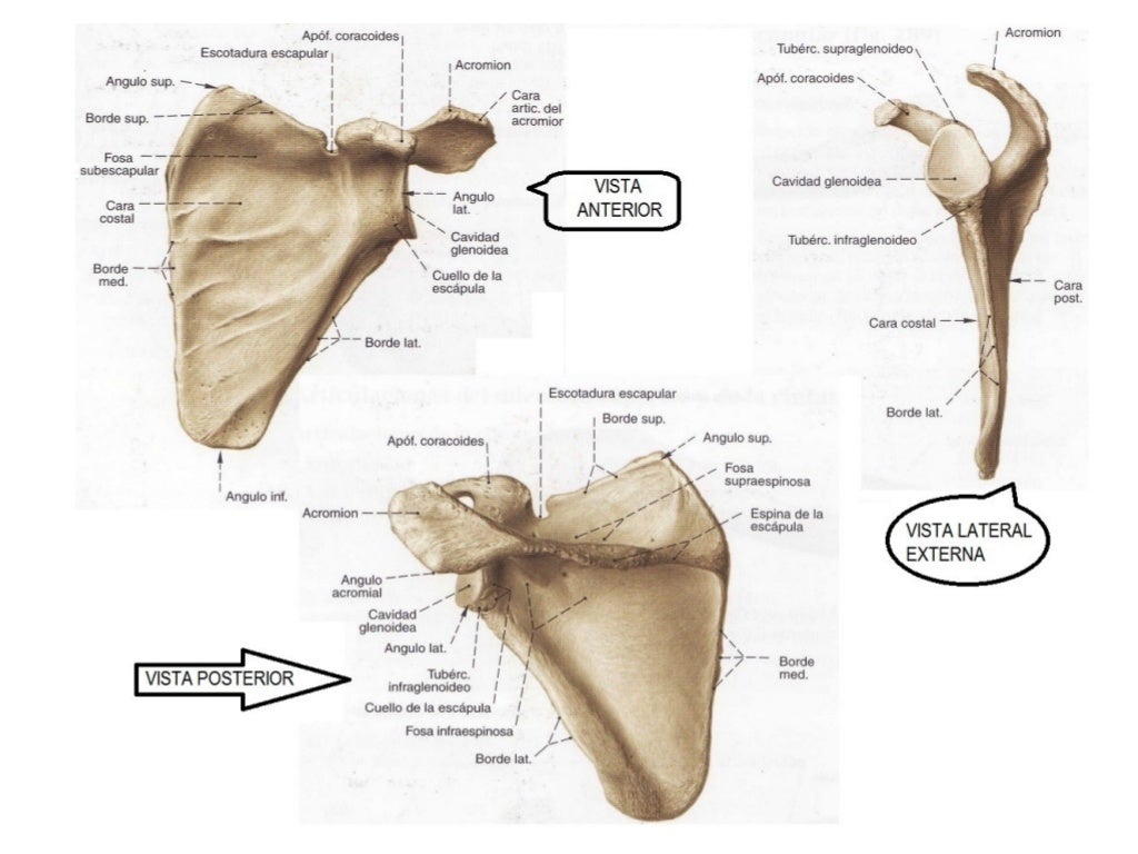 Cintura escapular y hombro