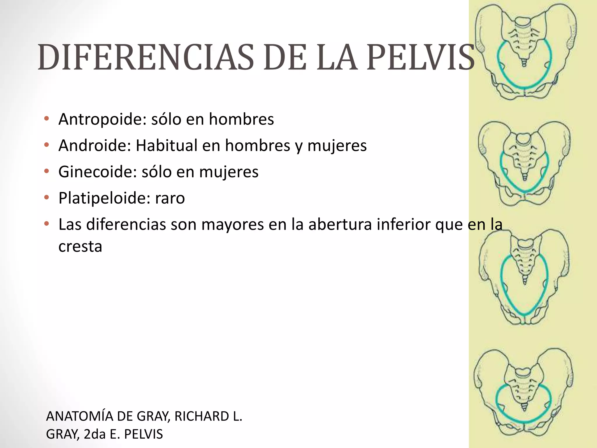 Cintura pelviana, (TIPOS DE PELVIS) | PPTX