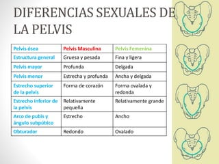 Cintura pelviana, (TIPOS DE PELVIS) | PPTX