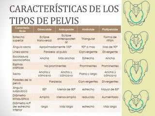 Cintura pelviana, (TIPOS DE PELVIS) | PPTX
