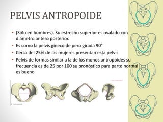 Cintura pelviana, (TIPOS DE PELVIS) | PPTX