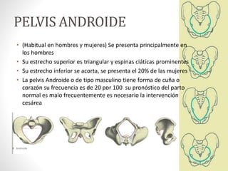Cintura pelviana, (TIPOS DE PELVIS) | PPTX