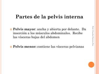 Cintura pelviana y escapular | PDF