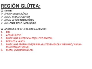 Cintura pelvica | PPTX