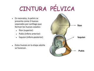 Cintura pélvica | PPTX