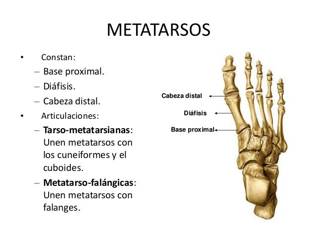 Cintura pélvica
